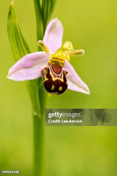 Adcock Photos And Premium High Res Pictures Getty Images