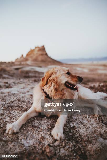 4,950 Sam Heads Stock Photos, High-Res Pictures, and Images - Getty Images 4,950 Sam Heads Stock Photos, High-Res Pictures, and Images - Getty Images
