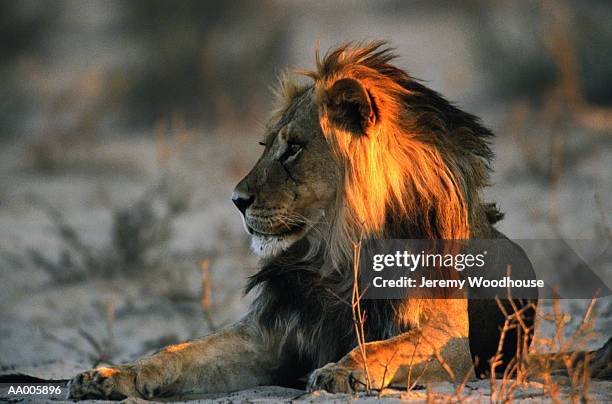 964 Lion Waiting Stock Photos, High-Res Pictures, and Images - Getty Images 964 Lion Waiting Stock Photos, High-Res Pictures, and Images - Getty Images