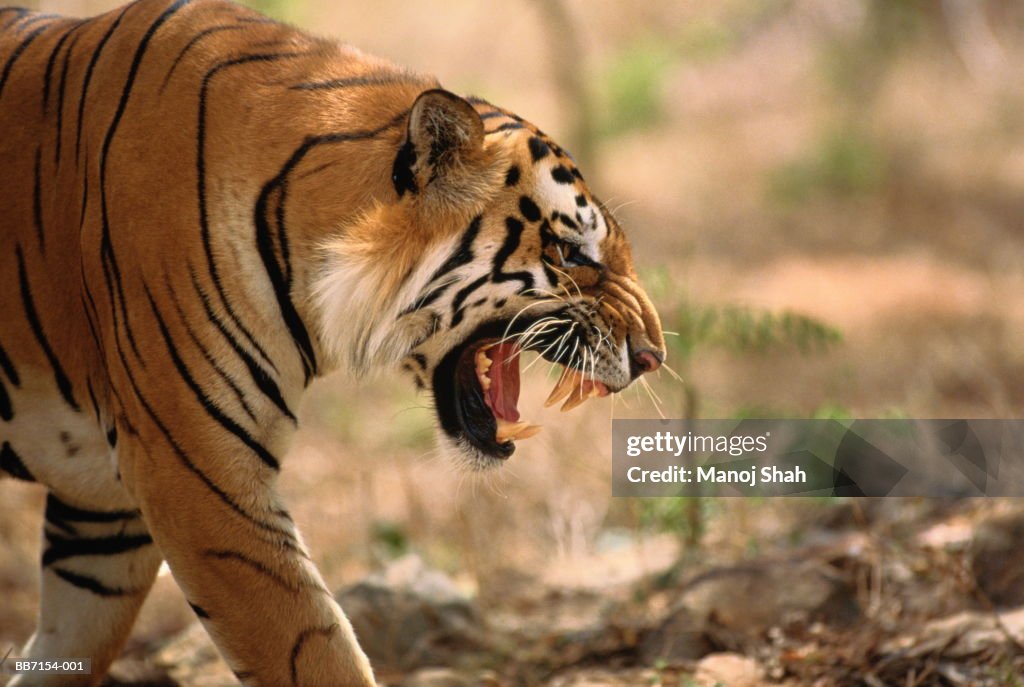 Tiger Side View Roar